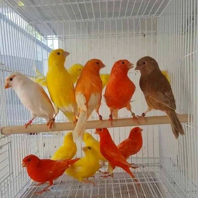 Produk grosir.kenari.jakarta | Shopee Indonesia