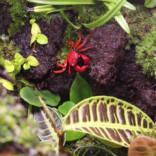 Produk Xcel_store | Shopee Indonesia