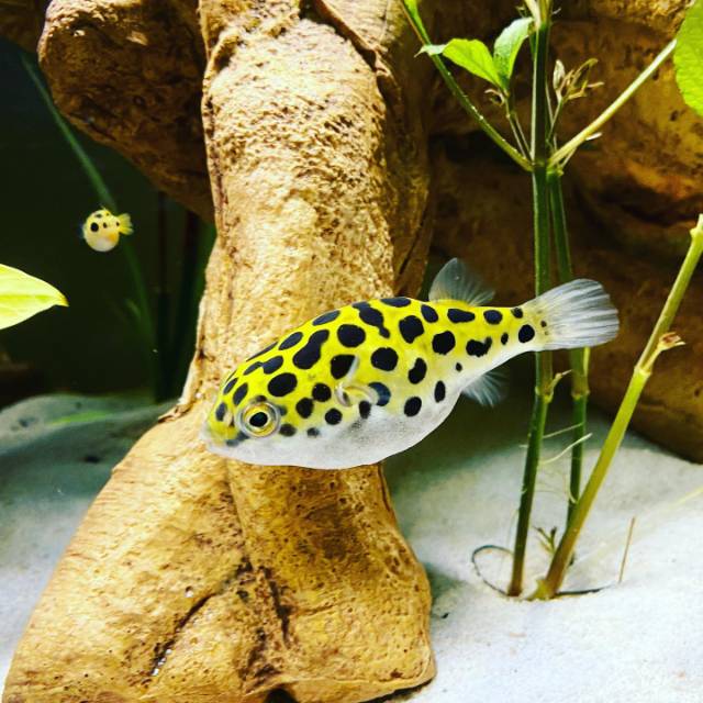 Produk Kitin fish | Shopee Indonesia