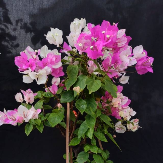 Produk bams_flowers | Shopee Indonesia