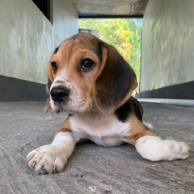Produk Ken_Beagle | Shopee Indonesia