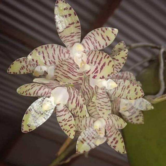 Produk Tanaman anggrek Pontianak | Shopee Indonesia