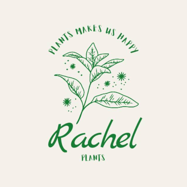 Produk Rachel Plants | Shopee Indonesia