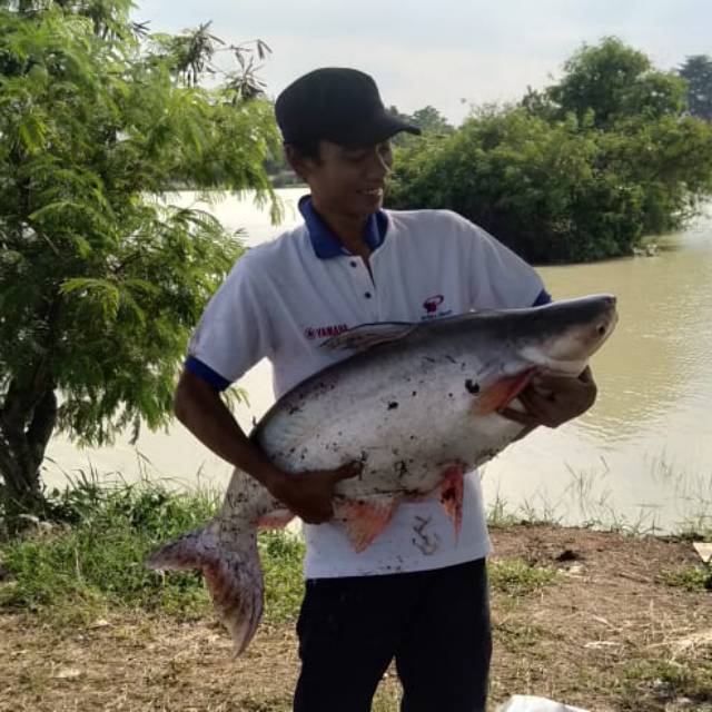 Produk anda fish | Shopee Indonesia