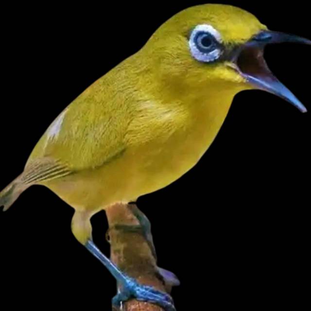 Produk ZETS PLECI COLLECTION | Shopee Indonesia