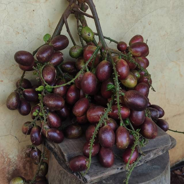 Produk Buah Matoa Pati | Shopee Indonesia