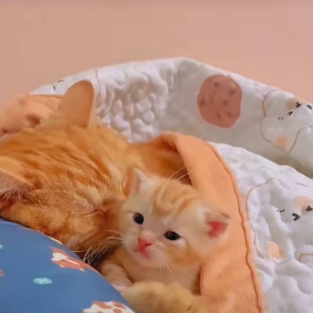 Produk neta.store | Shopee Indonesia