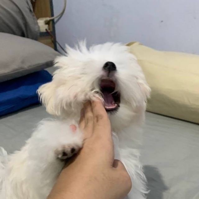 Produk obimi | Shopee Indonesia