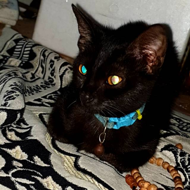 Produk wirosaklek | Shopee Indonesia