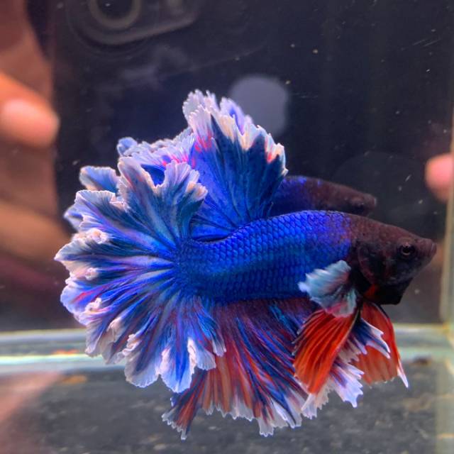 Produk Monster Betta Lampung | Shopee Indonesia
