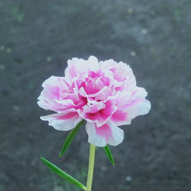 Produk Vinnata shop | Shopee Indonesia