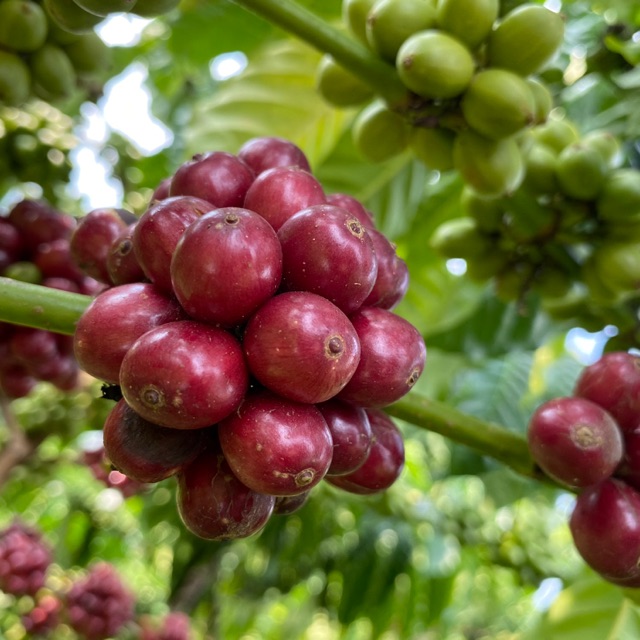 Produk Basemah store | Shopee Indonesia