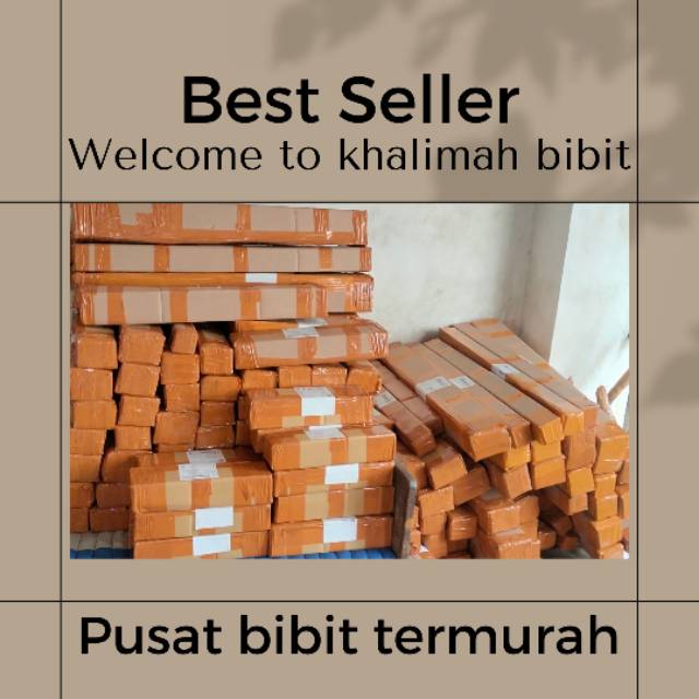 Produk Khalimah.bibit | Shopee Indonesia