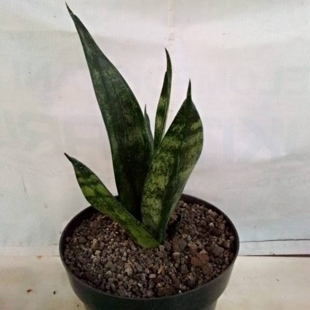 Produk Ton ton garden | Shopee Indonesia