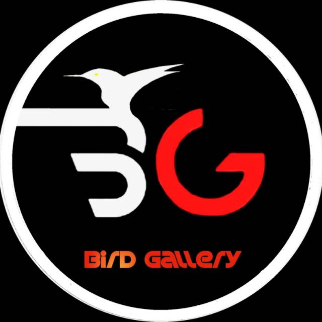Produk Bird gallery | Shopee Indonesia