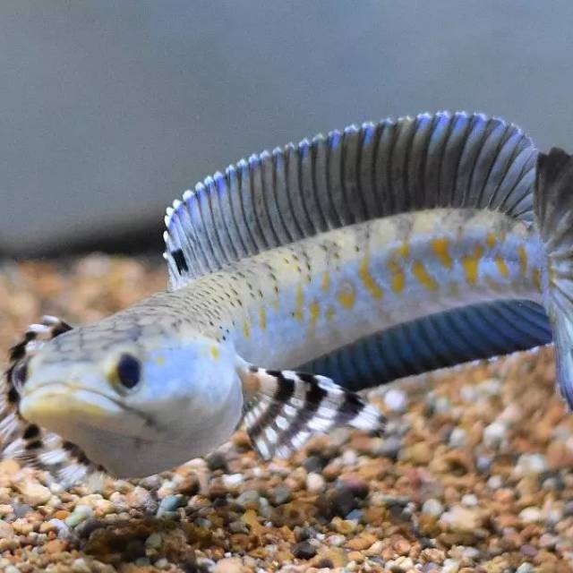 Produk Gendis fish store | Shopee Indonesia