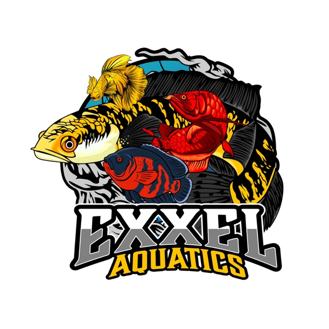 Produk Exxel Aquatics | Shopee Indonesia