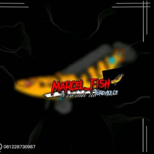 Produk marcel fish | Shopee Indonesia