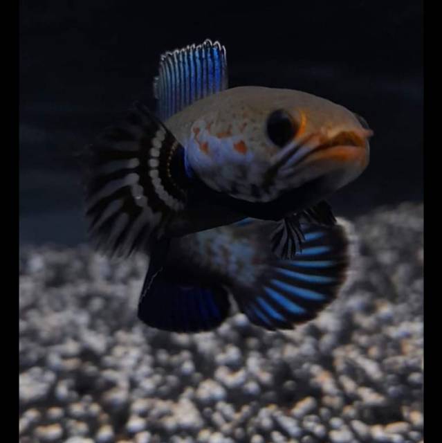Produk Atiga aquatic | Shopee Indonesia