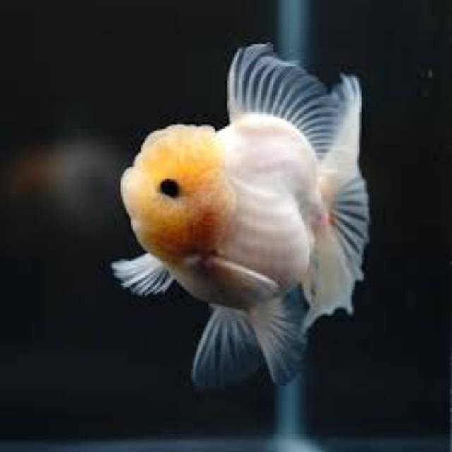Produk varia fish | Shopee Indonesia