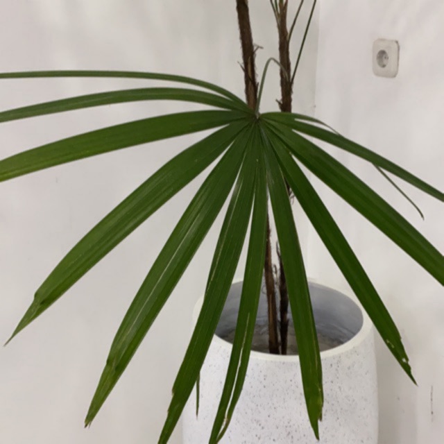 Produk EWISA | Shopee Indonesia