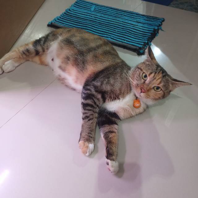 Produk TASBEK_KU_PRIBADI | Shopee Indonesia