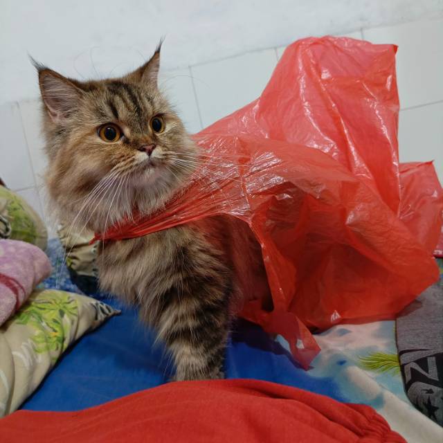 Produk Vlinny Snacks Store | Shopee Indonesia