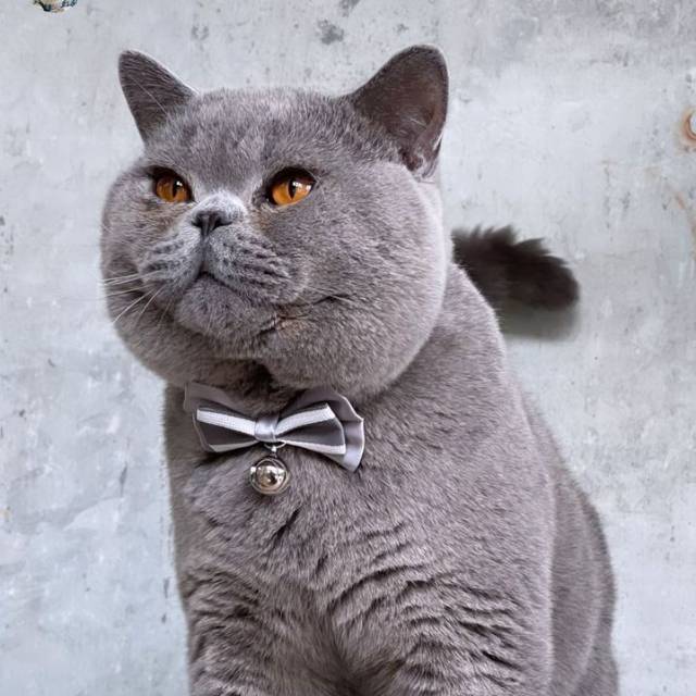 Produk redcoll | Shopee Indonesia