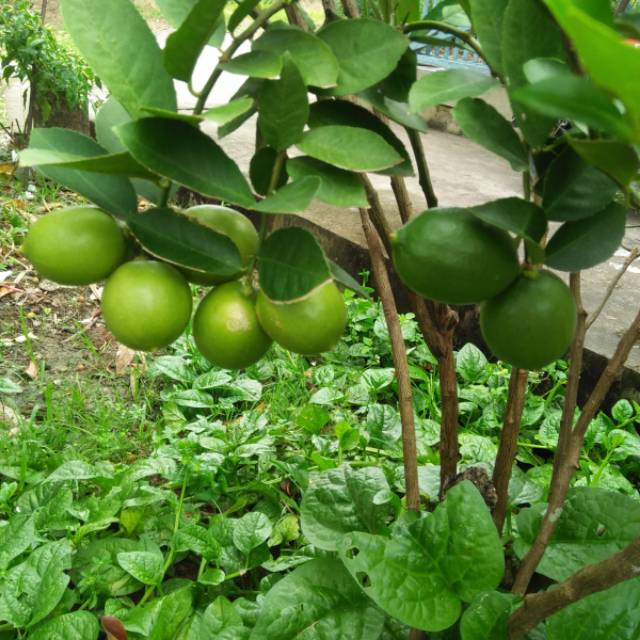 Produk Valmilo | Shopee Indonesia