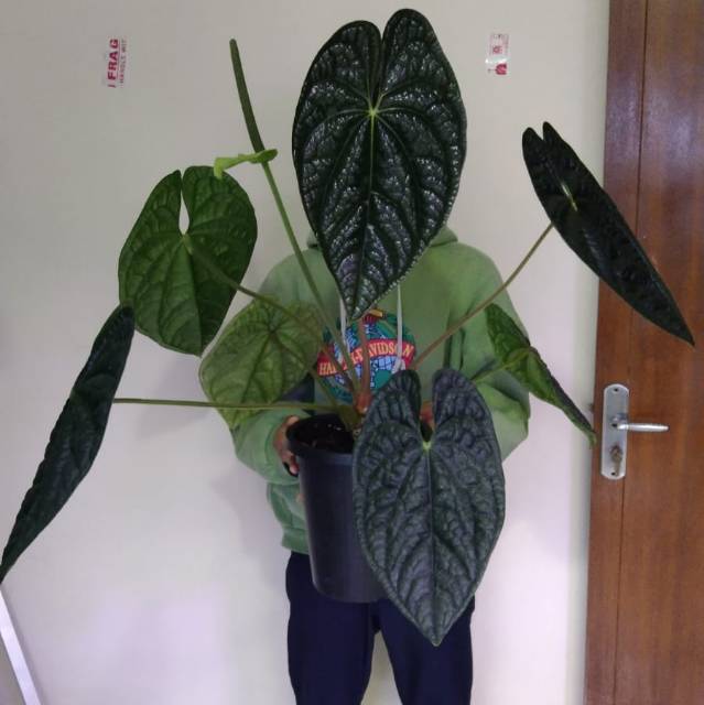 Produk NATHAN PLANTS | Shopee Indonesia