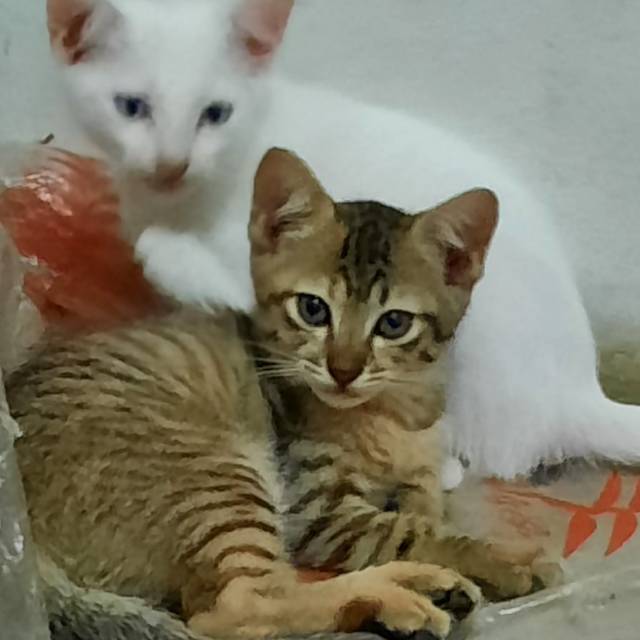 Produk cat_meong | Shopee Indonesia