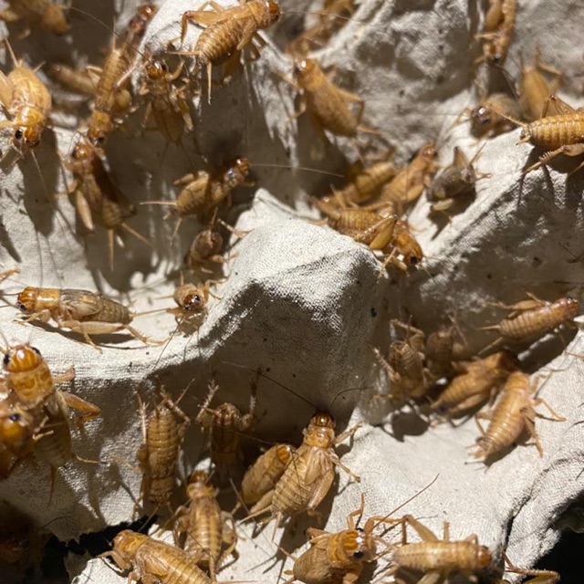 Produk Kria jangkrik | Shopee Indonesia