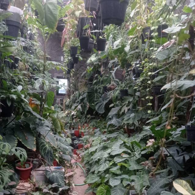 Produk Farm and Flower karlos | Shopee Indonesia