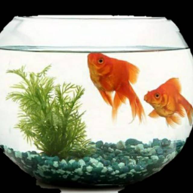 Produk AYR_Fish | Shopee Indonesia