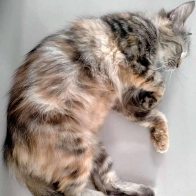 Produk qbal store | Shopee Indonesia