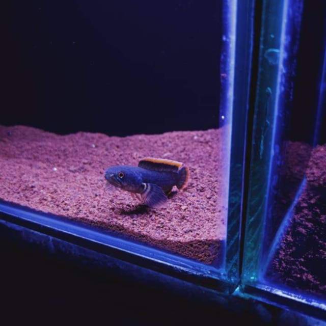 Produk GAA FISH | Shopee Indonesia