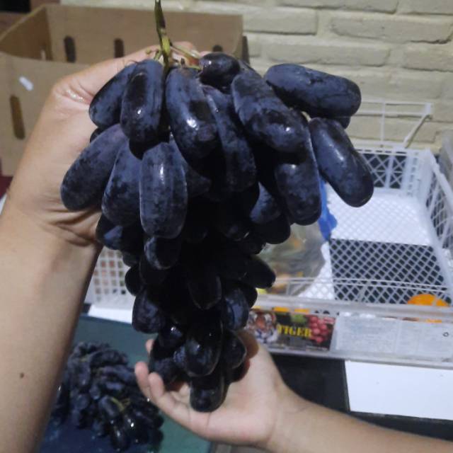 Produk Ravindra Keben Dulang Bali | Shopee Indonesia