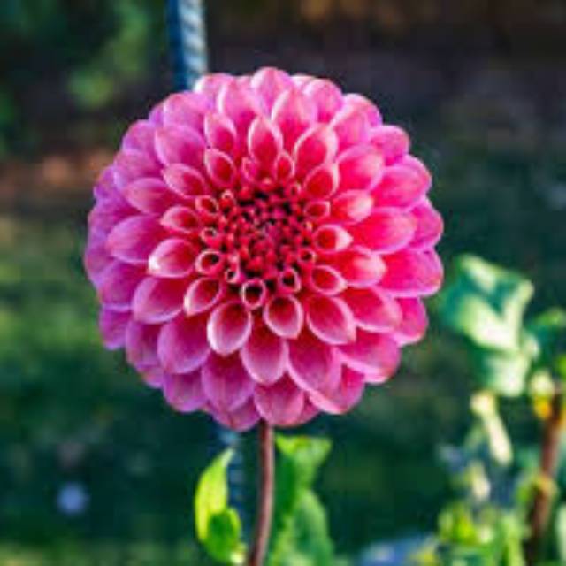 Produk Rembulan.Rembulan | Shopee Indonesia