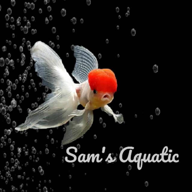 Produk Sam's Aquatic | Shopee Indonesia