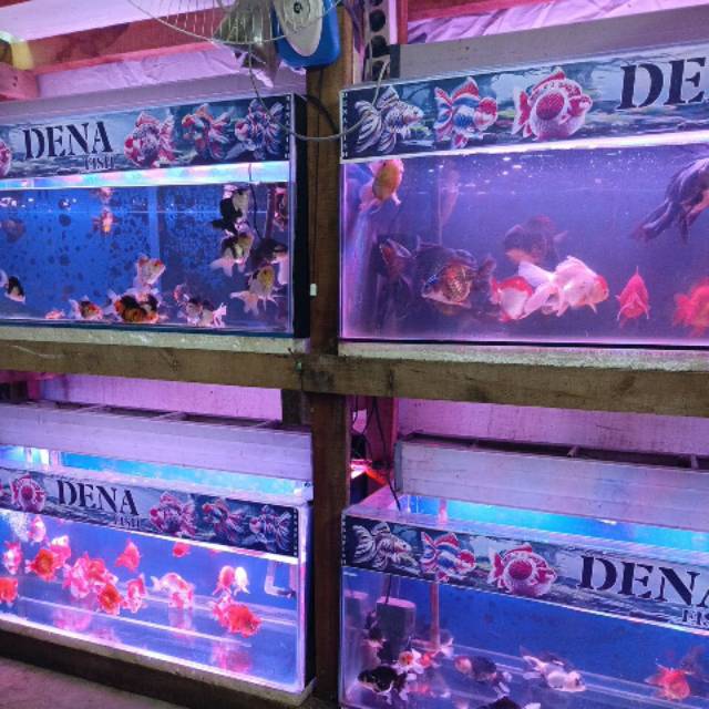 Produk Dena fish | Shopee Indonesia