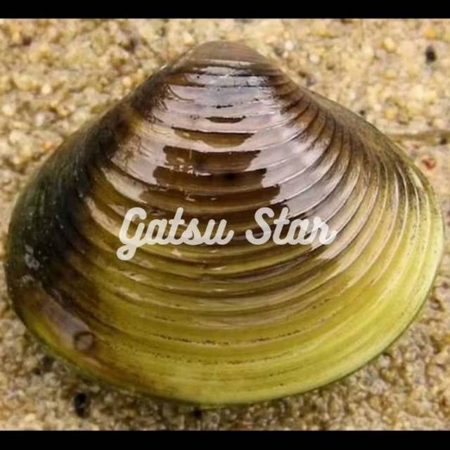 Produk Gatsu Star | Shopee Indonesia