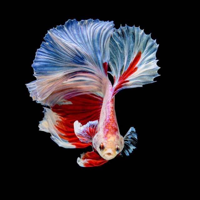 Produk Super betta fish | Shopee Indonesia