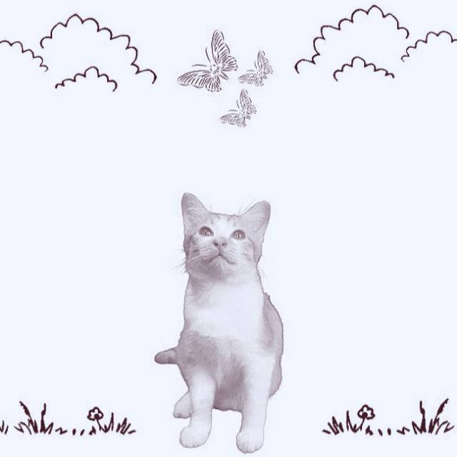 Produk Meowku | Shopee Indonesia