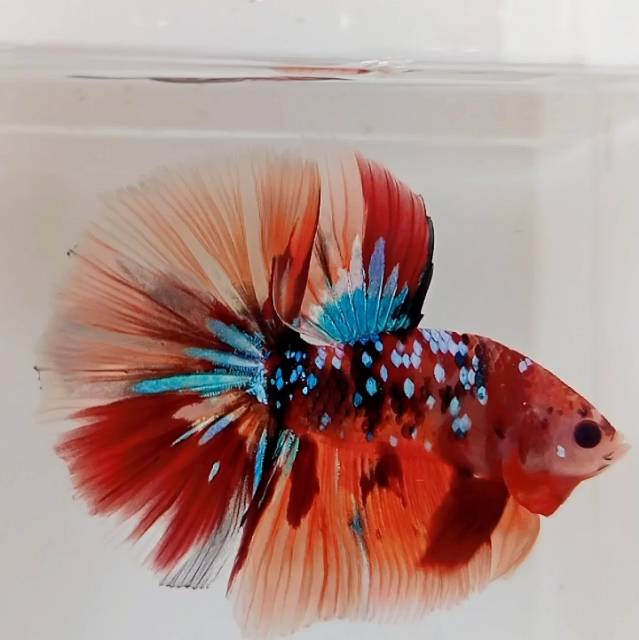 Produk HANNA BETTA FISH | Shopee Indonesia