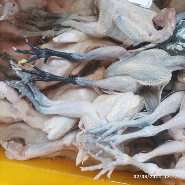 Produk Ayam Potong Grosir | Shopee Indonesia
