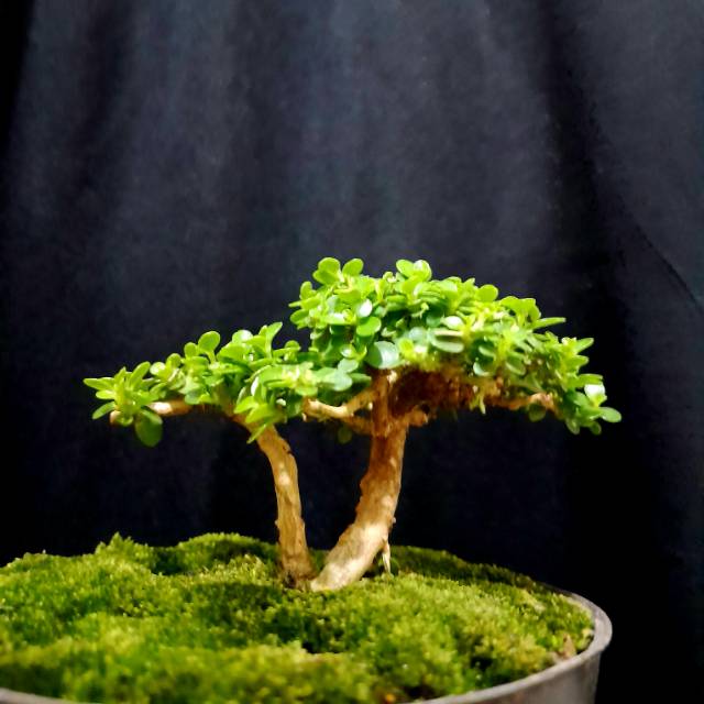 Produk zilano bonsai31 | Shopee Indonesia