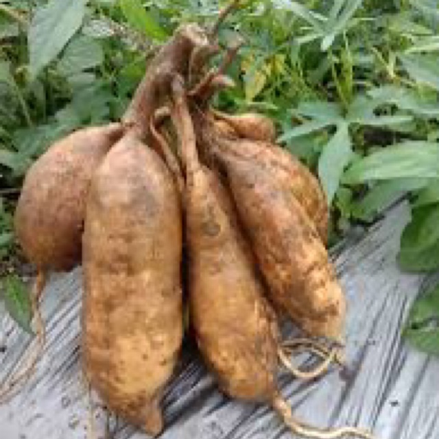 Produk Yacon umbi yakon | Shopee Indonesia