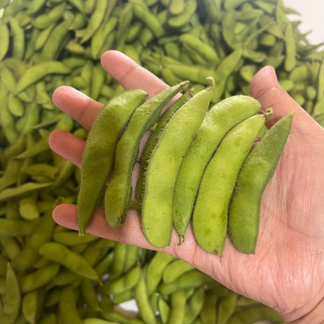 Produk Fresh Edamame | Shopee Indonesia