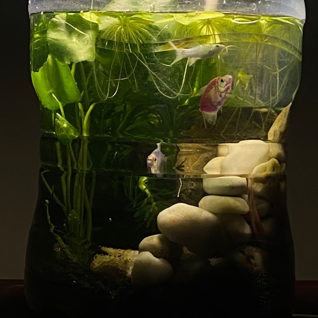 Produk Ikan Mania | Shopee Indonesia