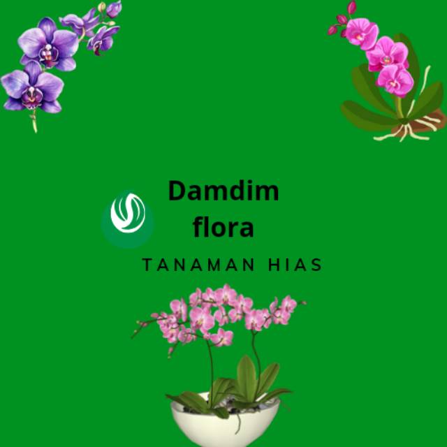 Produk Damdim flora | Shopee Indonesia